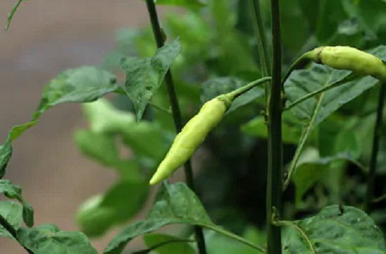 Manfaat Daun Cabai Ternyata Sangat Mencengangkan! - GenPI.co Manfaat Daun Cabai Ternyata Sangat Mencengangkan! - GenPI.co